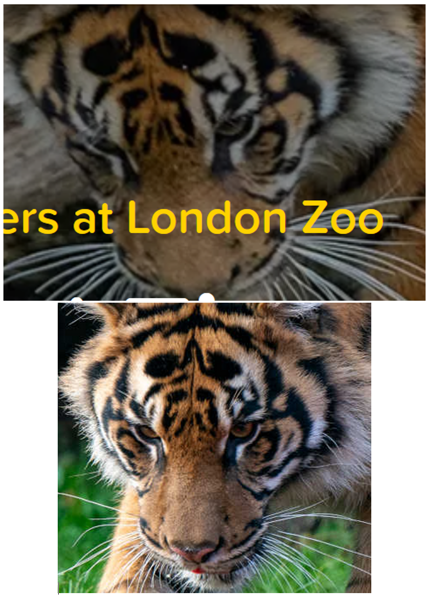 Bellingcat Challenge – April 2025 – The eDiscovery Channel